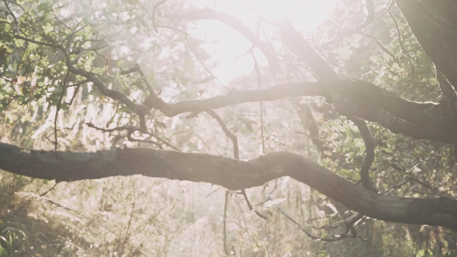 Lumaflex Australia – LumaflexAU